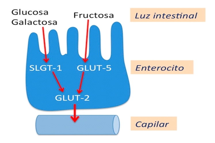 ¿Que es el Índice Glucémico?