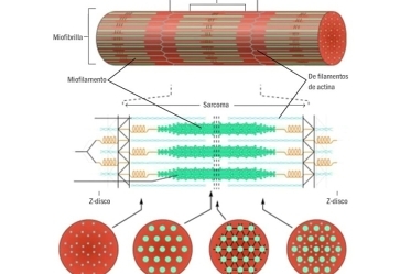 Tipos de fibras musculares y sus características