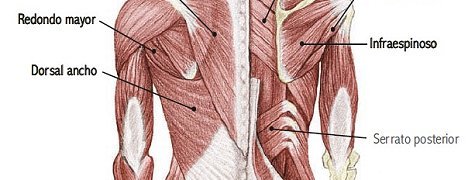 Mejores ejercicios para un dorsal ancho y espalda en V