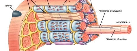 Tipos de fibras musculares y sus características