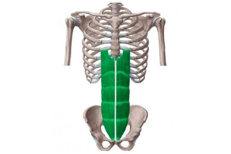 ¿Para qué sirven tus Abdominales?